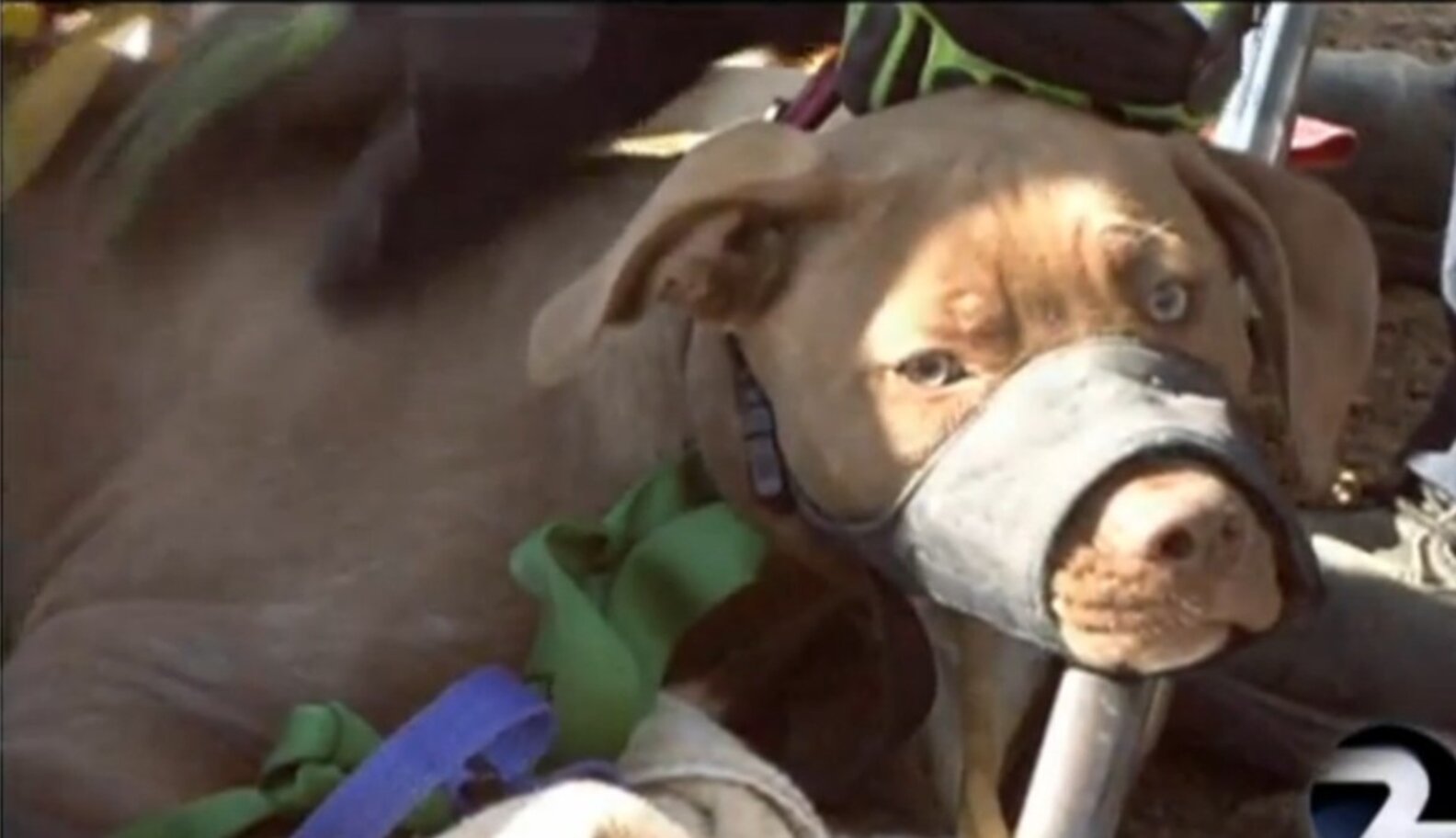 Firefighters Rescue Pit Bull After 200-Foot Fall From Cliff - The Dodo