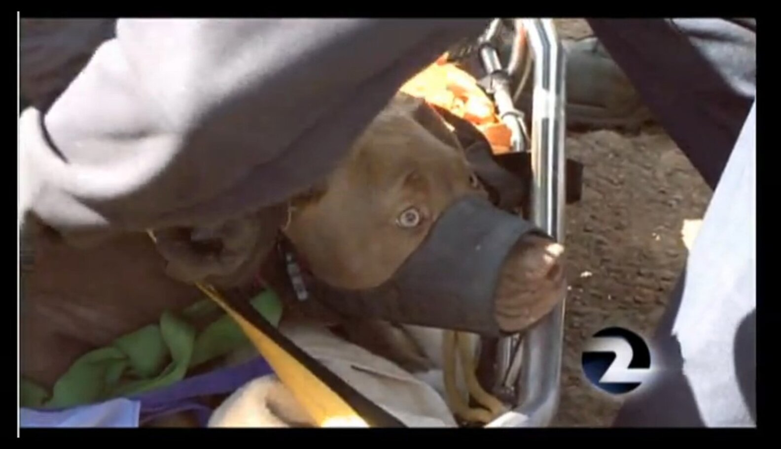 Firefighters Rescue Pit Bull After 200-Foot Fall From Cliff - The Dodo