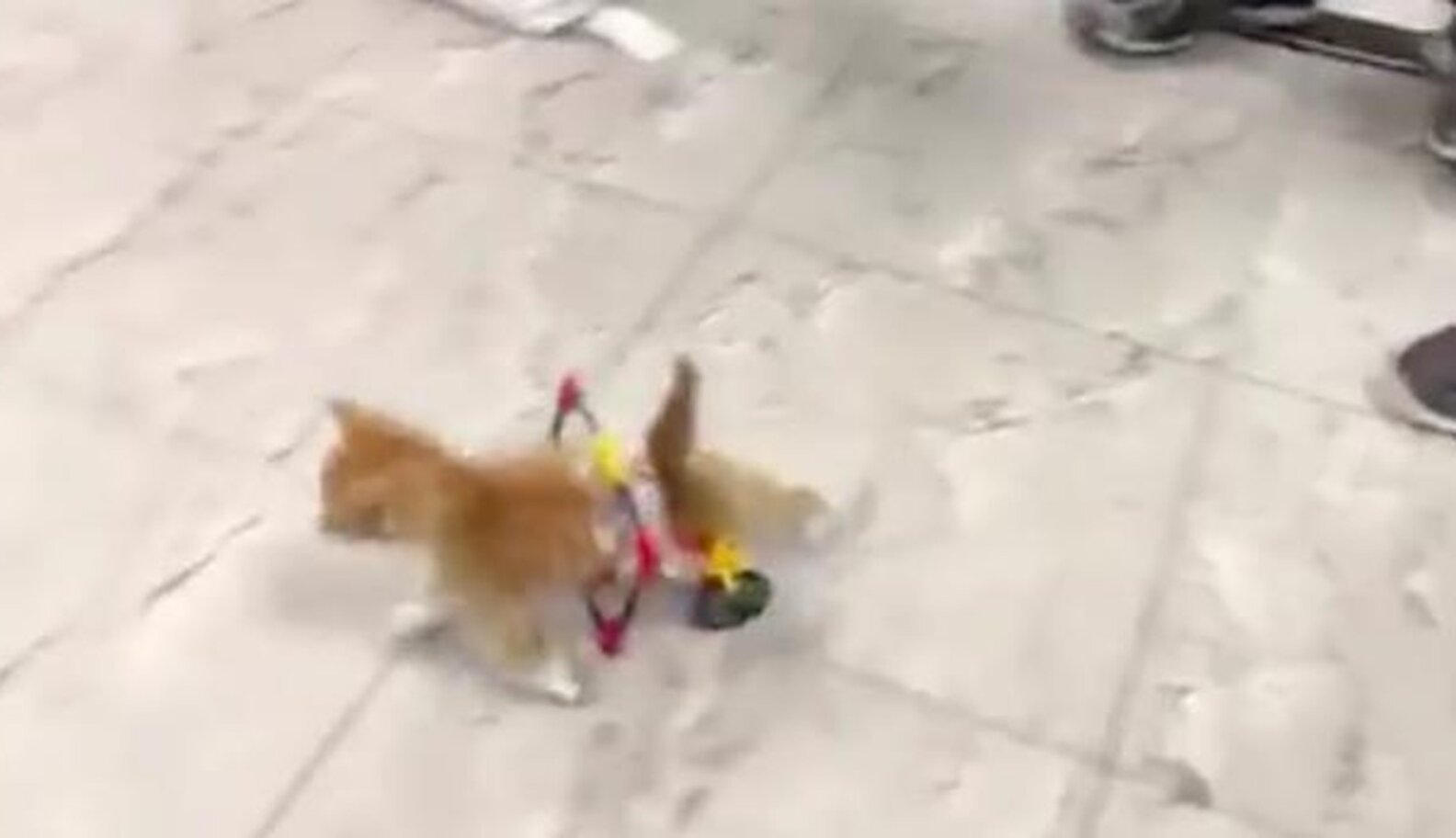 Tiny Kitten Tries Out His New Wheelchair And Can't Stop Zooming Around ...