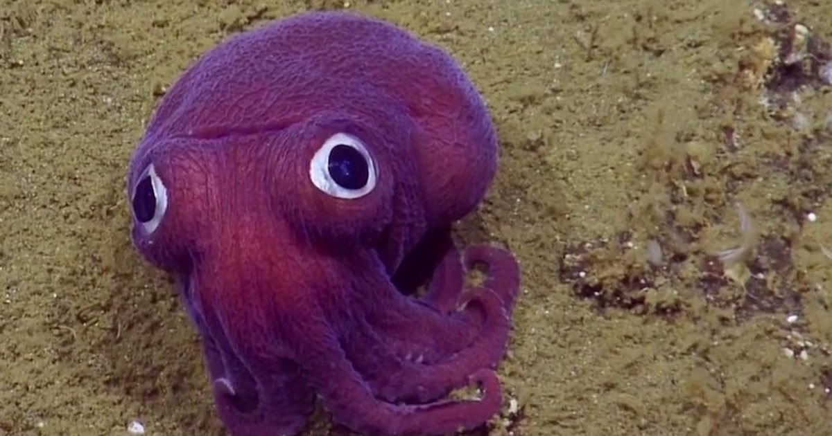 Scientists Can't Even Believe This Googly-Eyed Squid - The Dodo