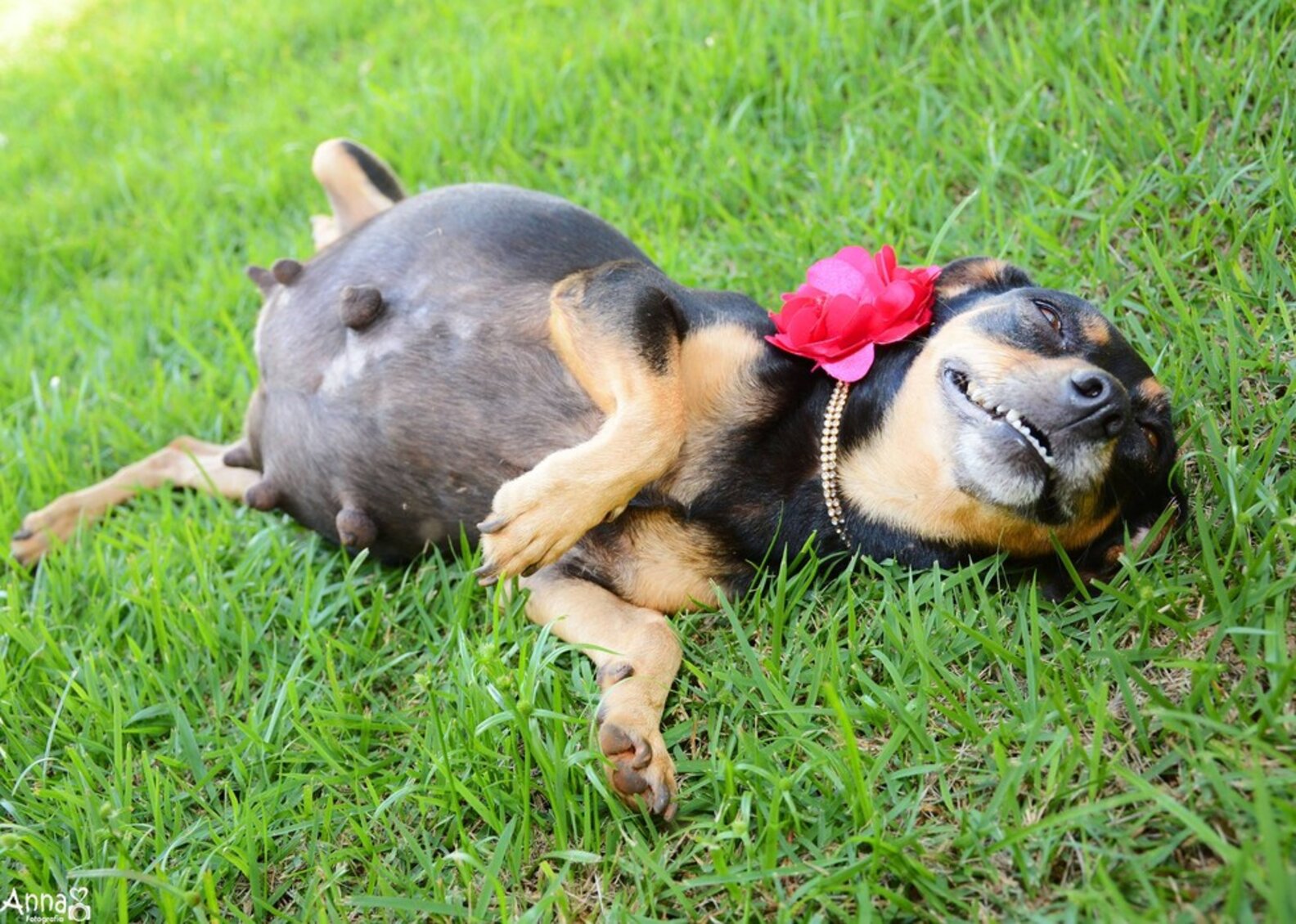Pregnant Dog WORKS IT In Her Very Own Maternity Photo Shoot - The Dodo