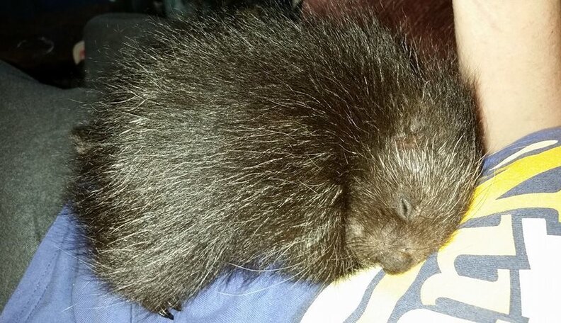 Baby Porcupine Hit By Car Loves To Sleep On Her New Mom's Lap - The Dodo