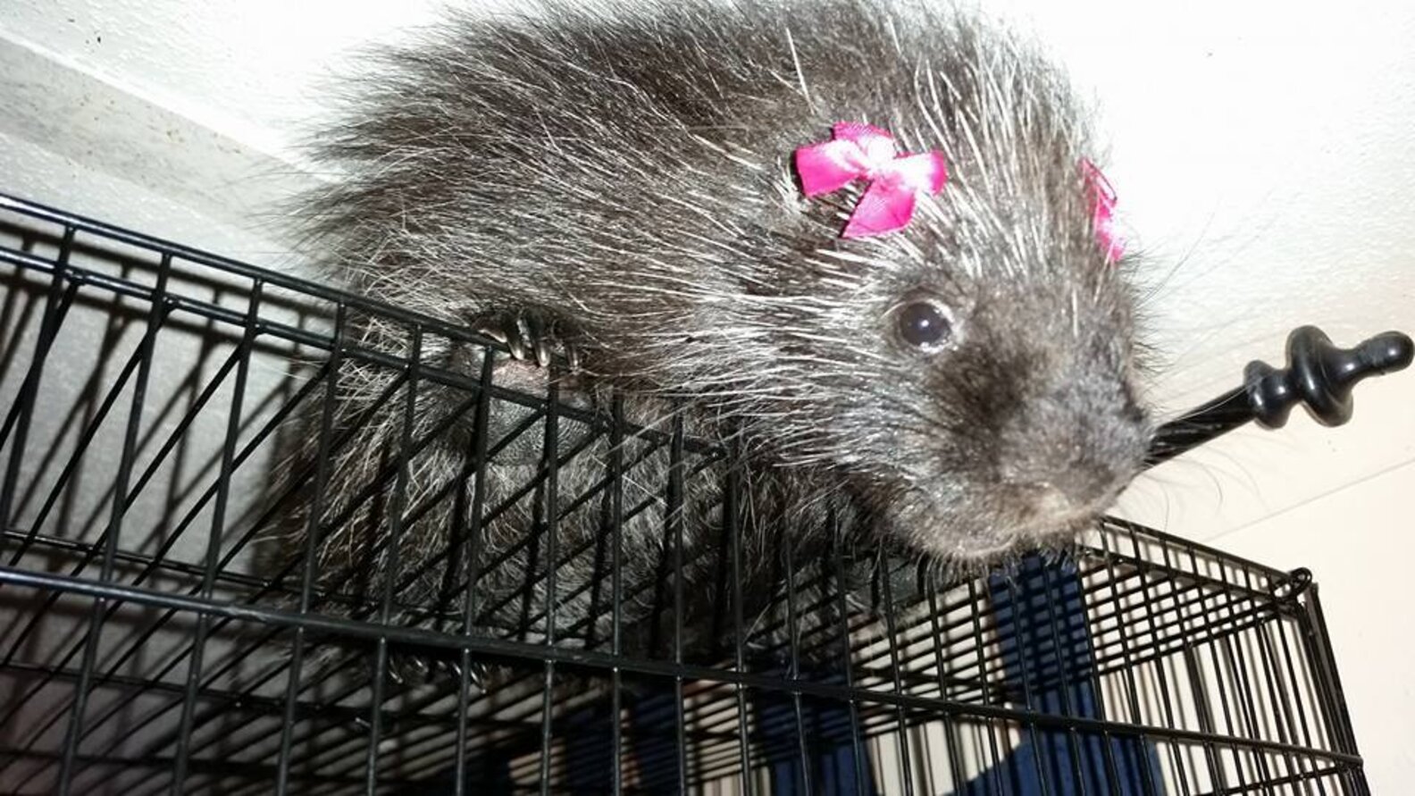 Baby Porcupine Hit By Car Loves To Sleep On Her New Mom's Lap - The Dodo