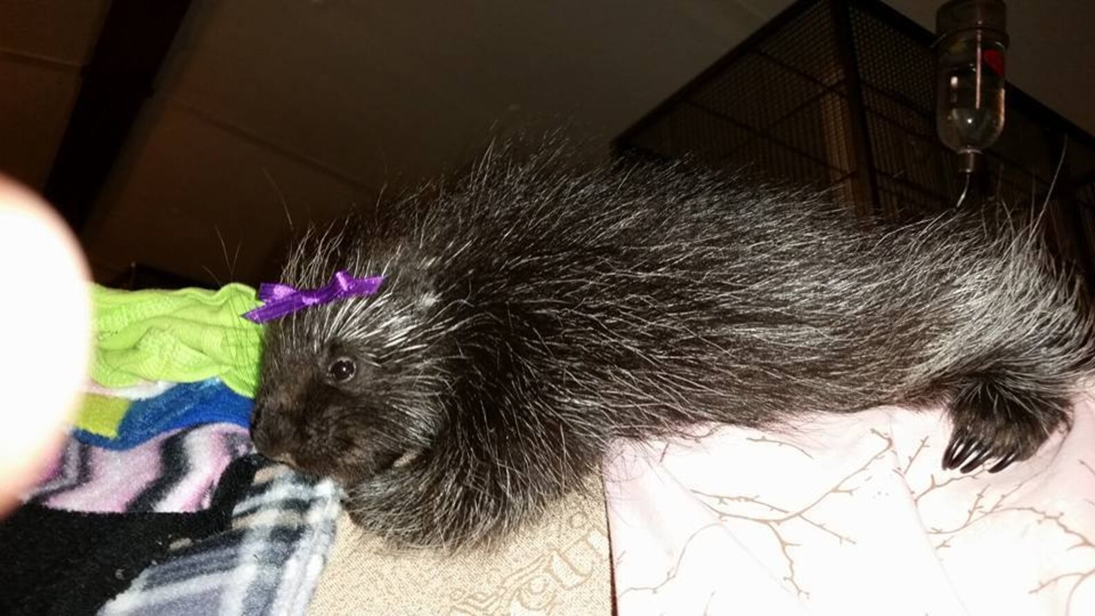 Baby Porcupine Hit By Car Loves To Sleep On Her New Mom's Lap - The Dodo