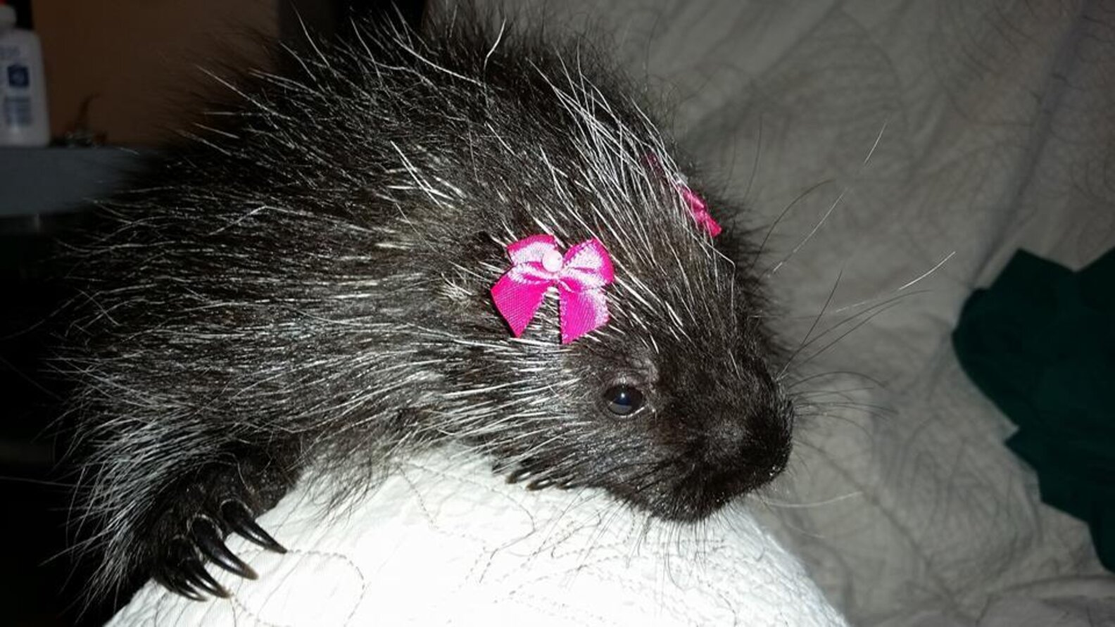 Baby Porcupine Hit By Car Loves To Sleep On Her New Mom's Lap - The Dodo