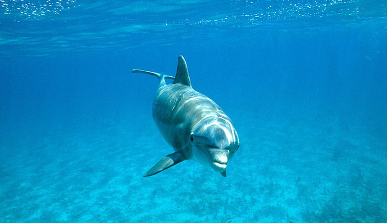 Dolphins Are Still Washing Up Dead 5 Years After Gulf Oil Spill - The Dodo