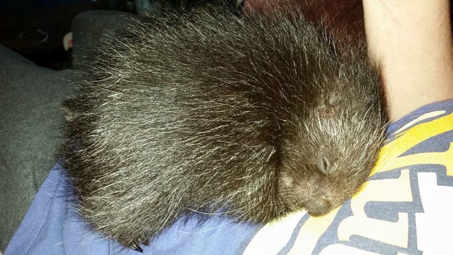 Baby Porcupine Hit By Car Loves To Sleep On Her New Mom's Lap - The Dodo