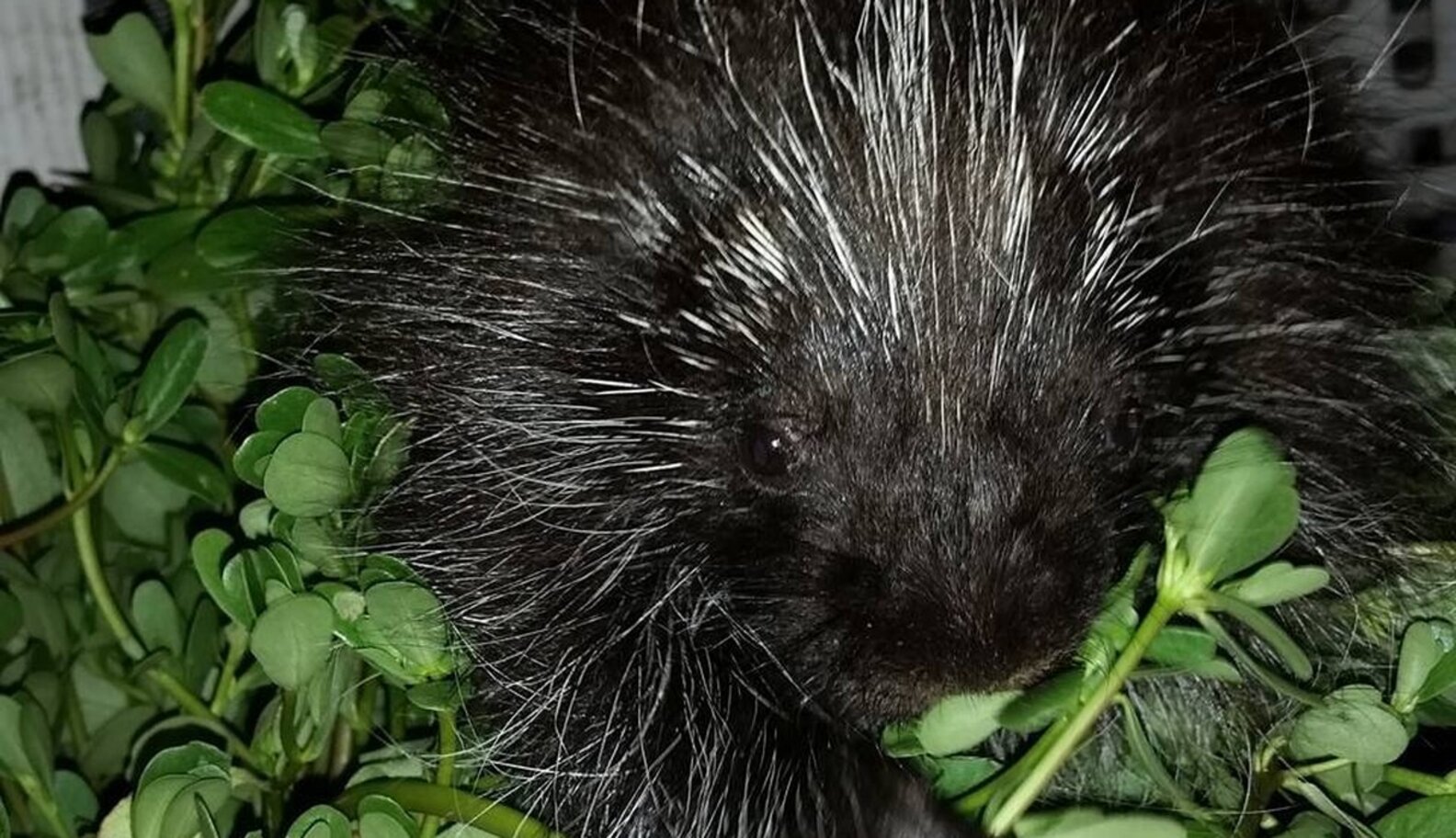 Baby Porcupine Hit By Car Loves To Sleep On Her New Mom's Lap - The Dodo