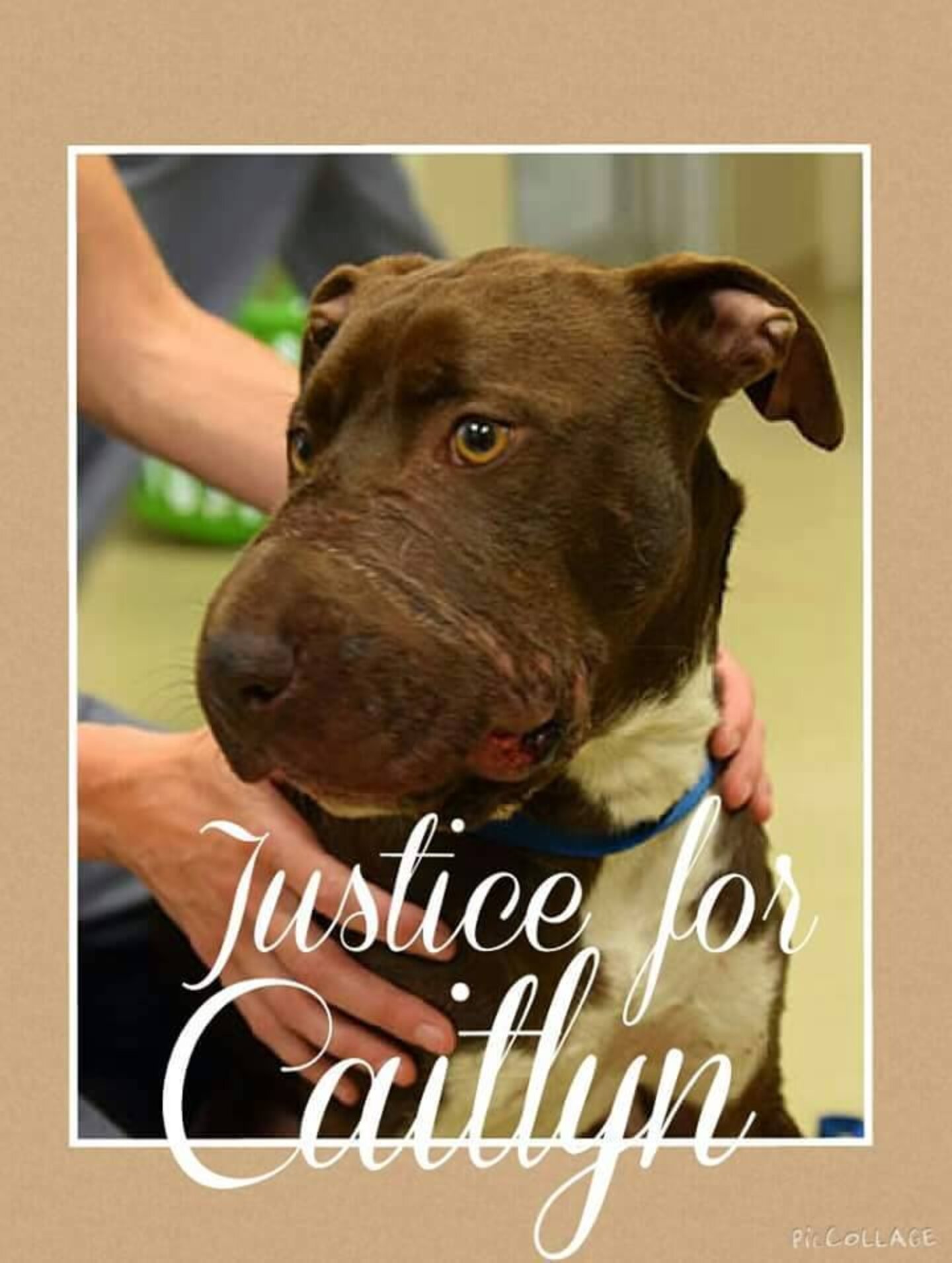 Justice 4 Caitlyn Petition - The Dodo