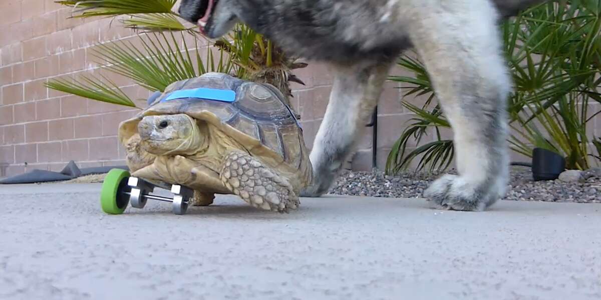 3-Legged Tortoise Gets Around With His Wheel - The Dodo