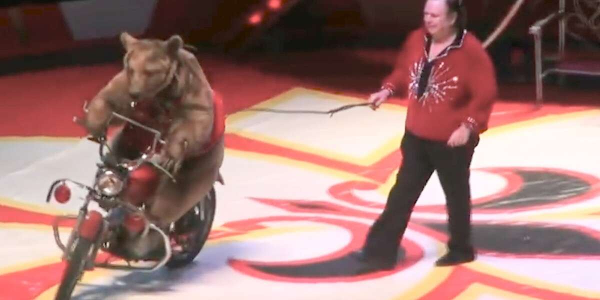 Here's What Happens Before A Bear Is In The Circus - The Dodo