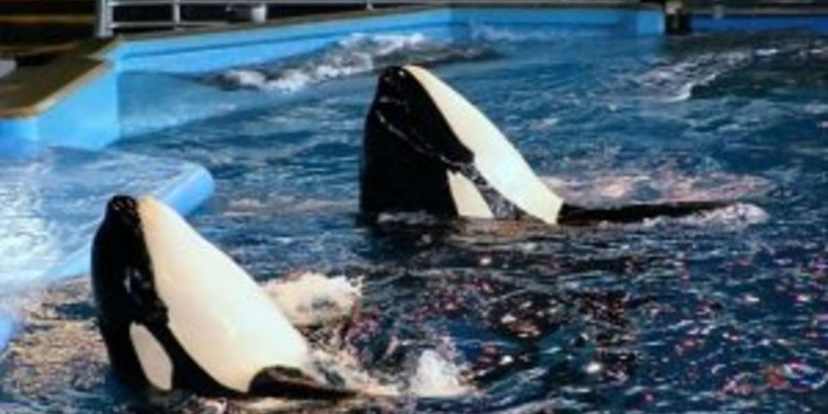 Take orca abuse out of the #RoseParade! http://t.co/7jRQ1pUa3j via ...