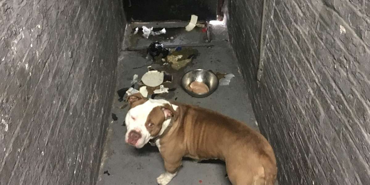 Dog Spends Most Of His Day Locked Up In This Basement - The Dodo
