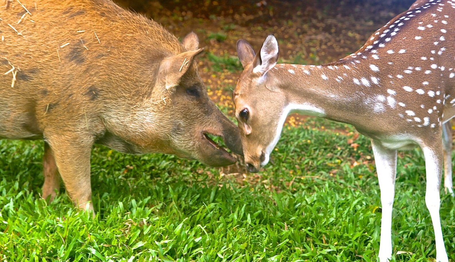 Little Deer And Wild Boar Lost Their Moms To Hunting, But Have Each ...