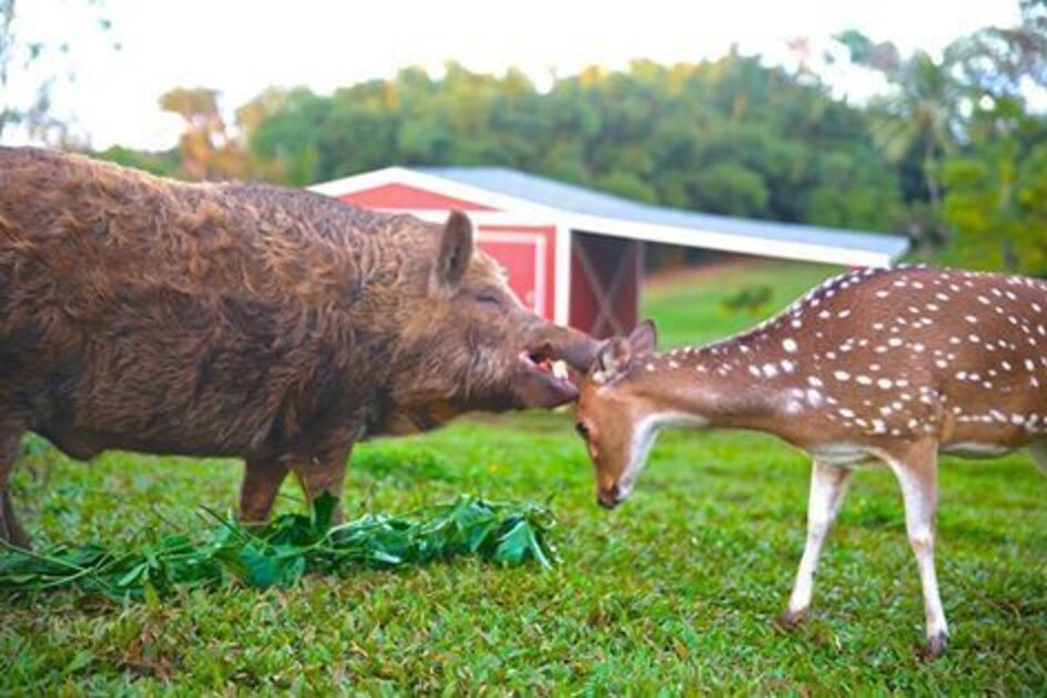 Little Deer And Wild Boar Lost Their Moms To Hunting, But Have Each ...