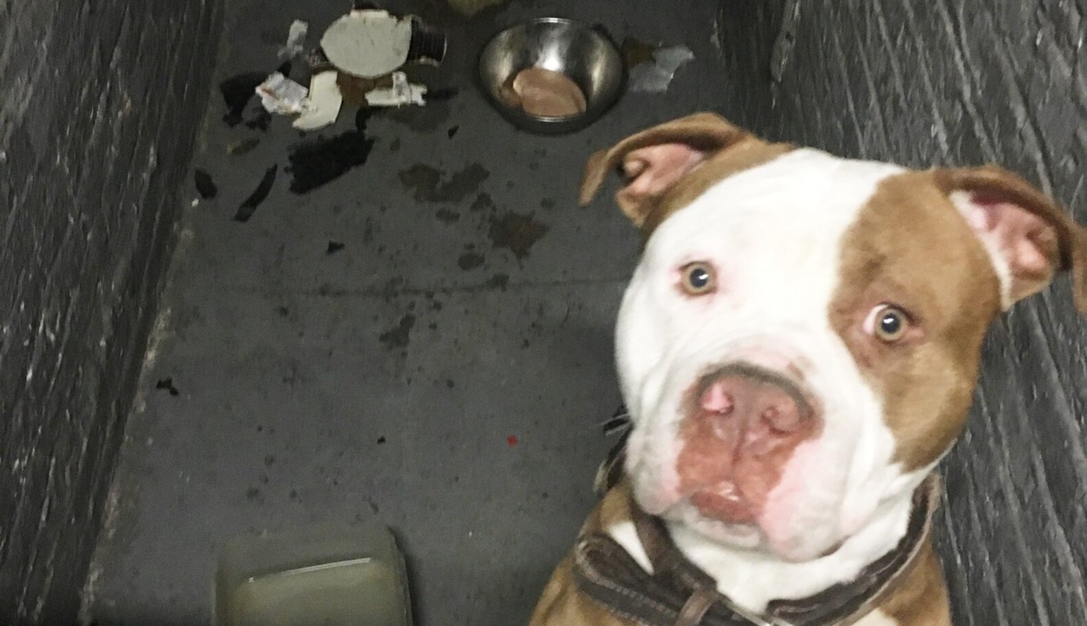 Dog Spends Most Of His Day Locked Up In This Basement - The Dodo