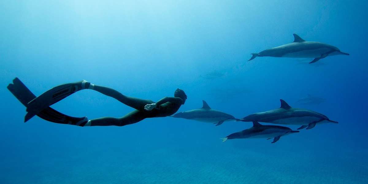 Stunning Photos Of Free Diver With Hawaiian Spinner Dolphins - The Dodo
