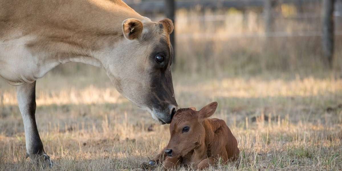 Here Are This Year's Best Animal Mothers - The Dodo