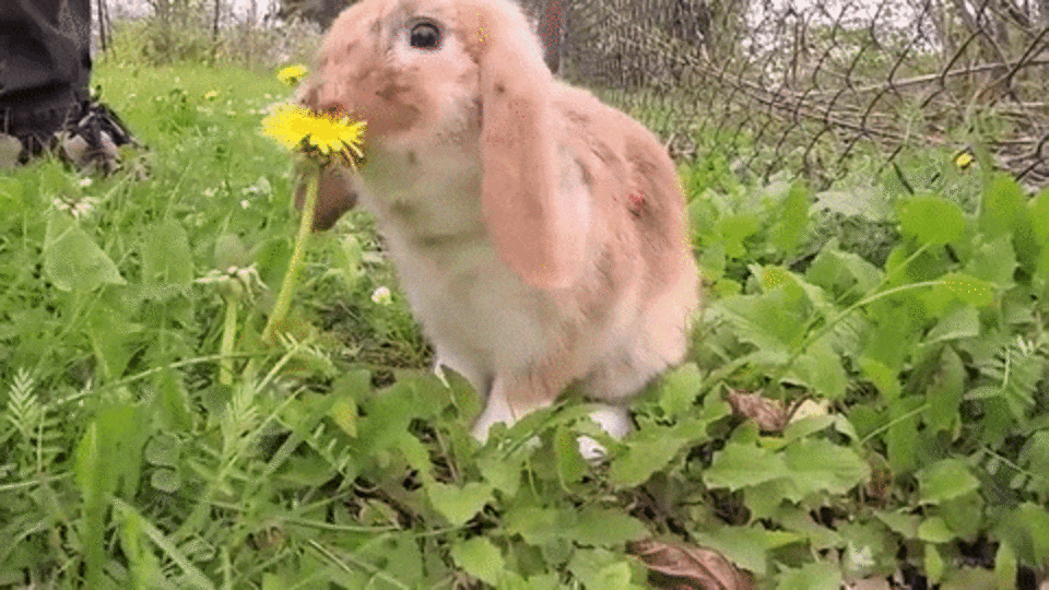 Bunny Hops On A Leash Through A Field Of Flowers - The Dodo