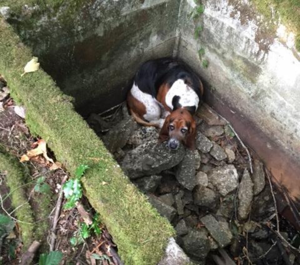 Loyal Dog Stays By Trapped Friend's Side For A Week Until Help Arrives ...
