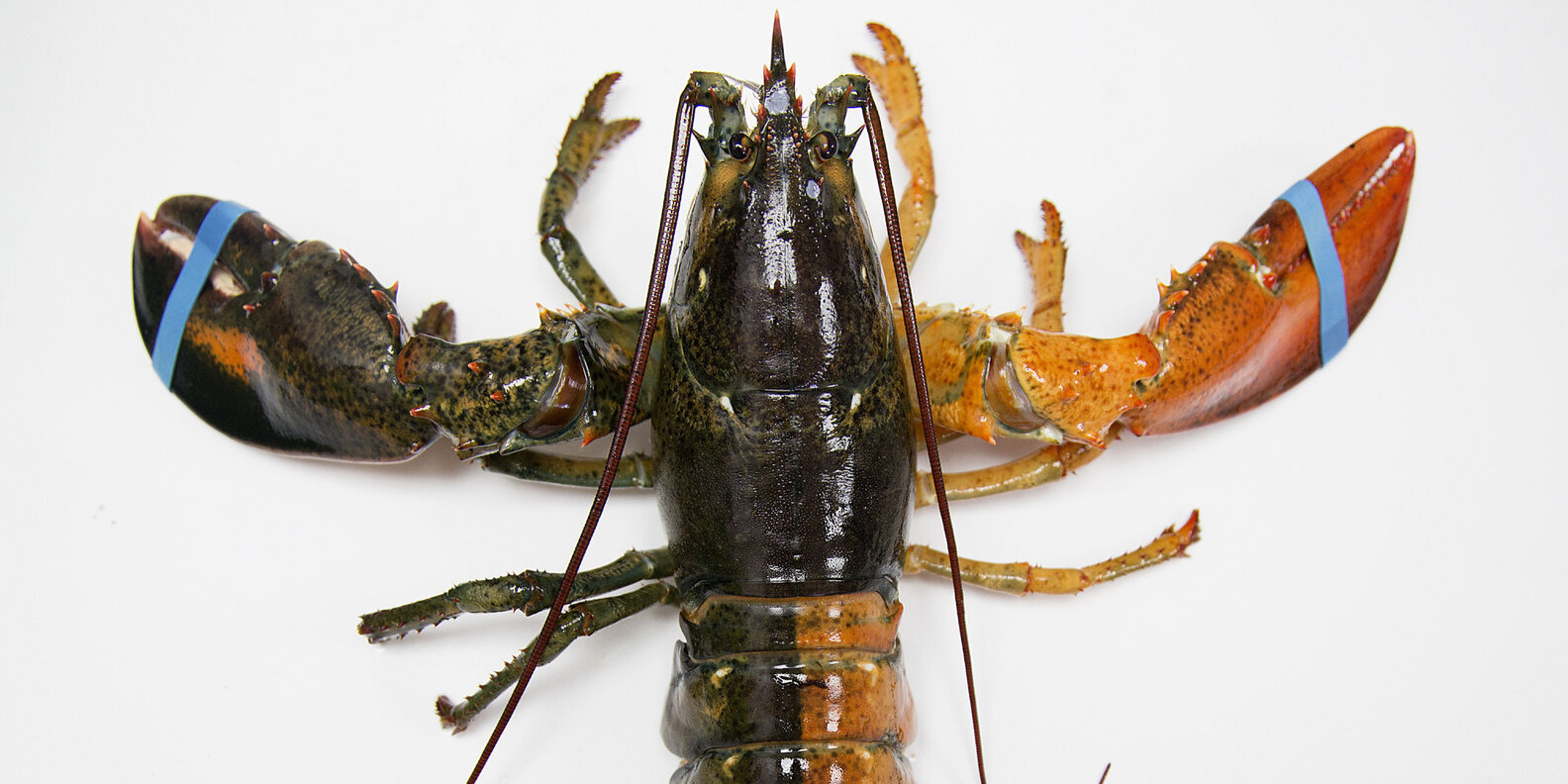 Hope the idiots didn't eat it : This Freaky-Looking Split-Colored ...