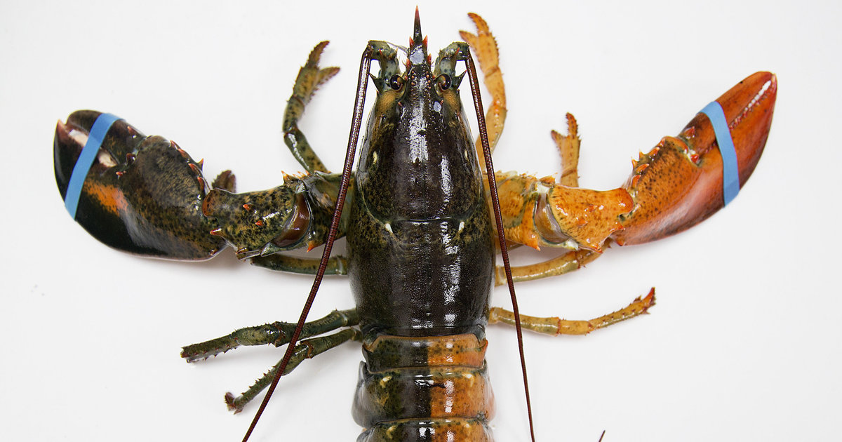 Hope the idiots didn't eat it : This Freaky-Looking Split-Colored ...