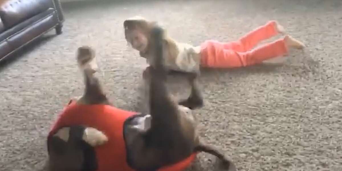 Dog Does A Cartwheel Just Like Her Sister Video - The Dodo
