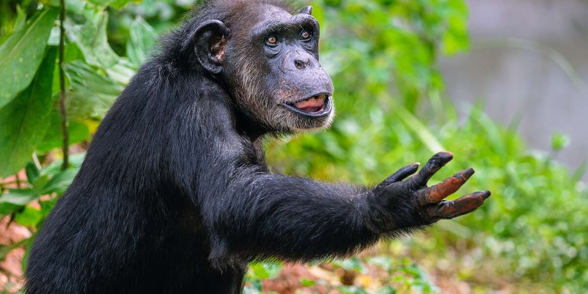 Hundreds Of Chimps Who Grew Up In A Lab Are About To Be Set Free - The Dodo
