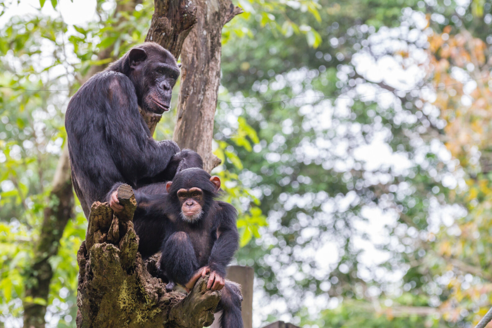 Hundreds Of Chimps Who Grew Up In A Lab Are About To Be Set Free - The Dodo