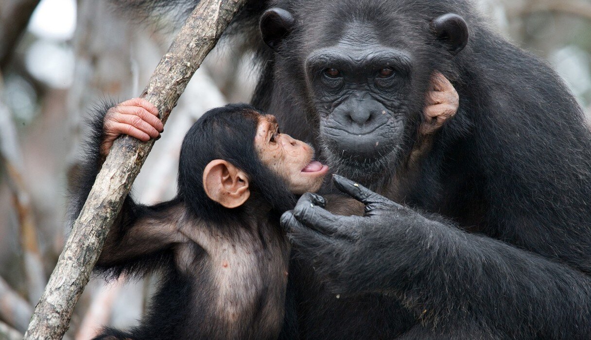 Hundreds Of Chimps Who Grew Up In A Lab Are About To Be Set Free - The Dodo