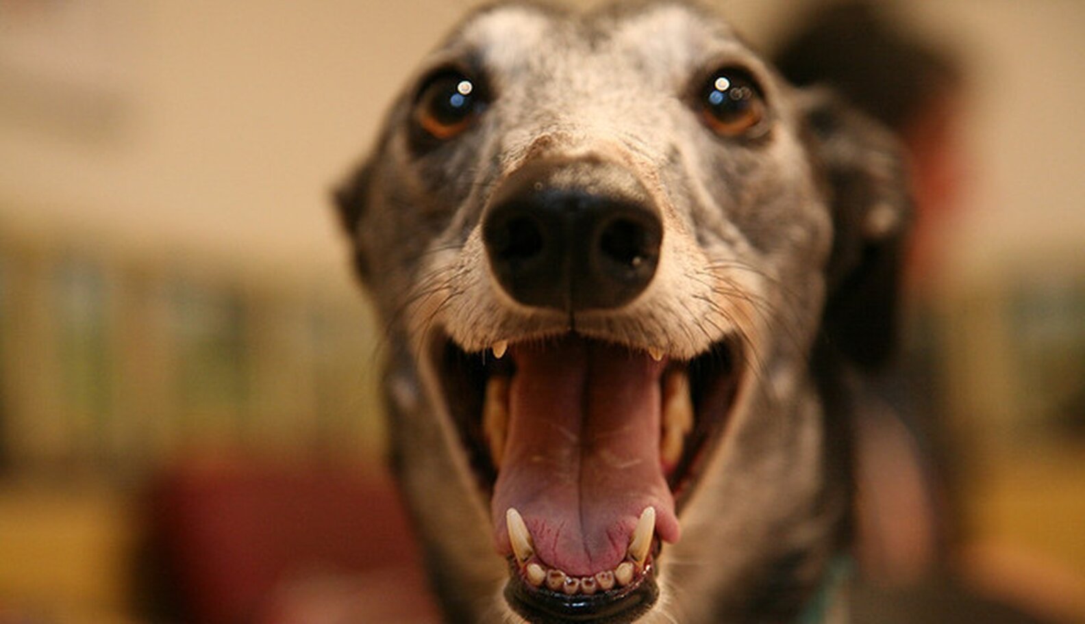 Hundreds Of Greyhounds Killed, Thousands Injured In Racetrack Horror ...