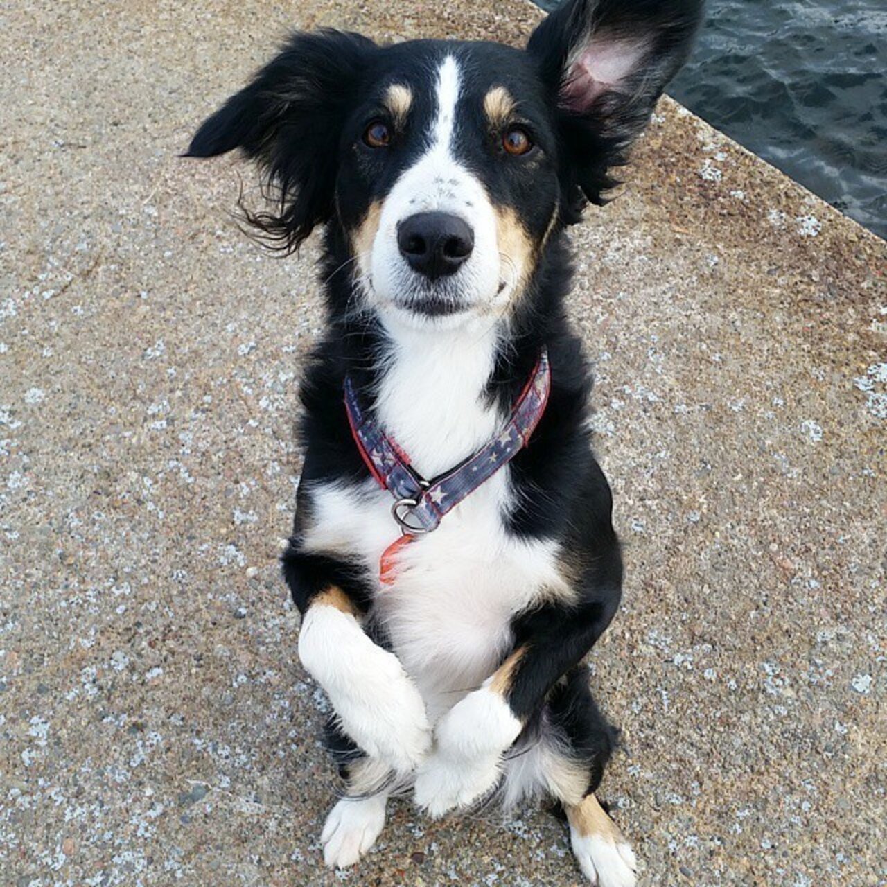 19 Mutts That Kick Butt - The Dodo