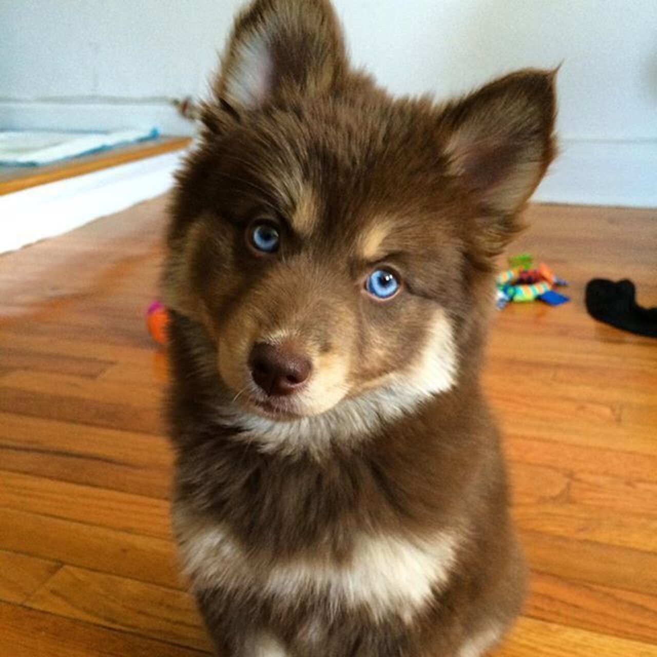 19 Mutts That Kick Butt - The Dodo