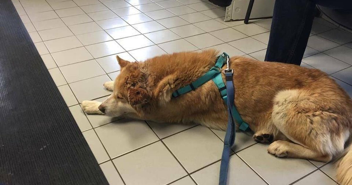 Dog Won't Leave The Place Where His Family Passed Away — Until He Got A ...