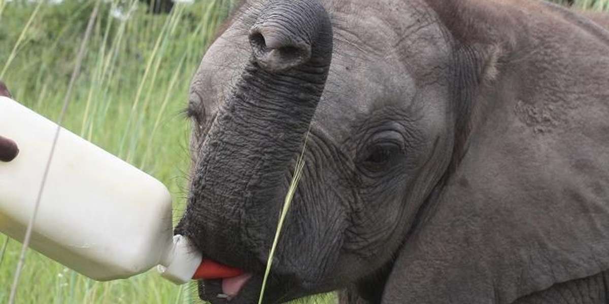 Orphaned Elephant Takes His Very First Steps Back Into The Wild - The Dodo