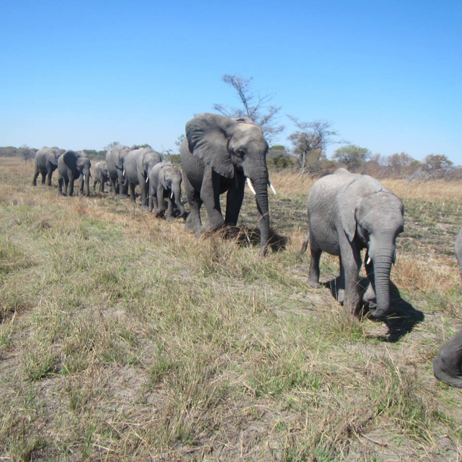 Orphaned Elephant Takes His Very First Steps Back Into The Wild - The Dodo