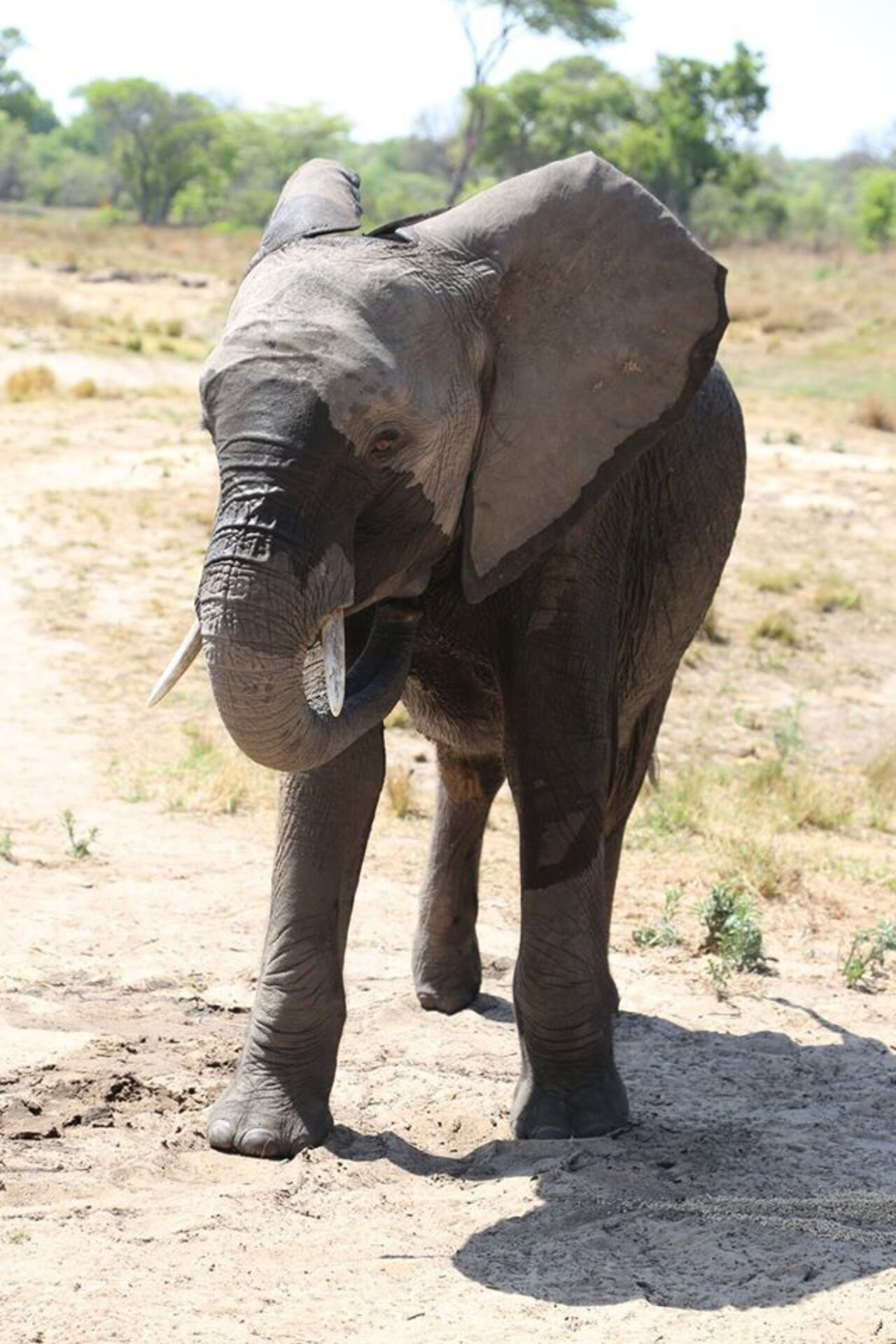 Orphaned Elephant Takes His Very First Steps Back Into The Wild - The Dodo