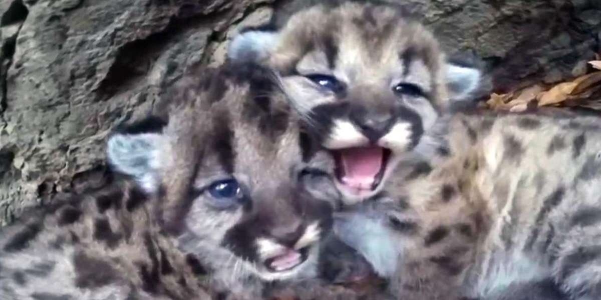 Baby Mountain Lions Try Hard To Act Tough ... And End Up Looking Cuter ...