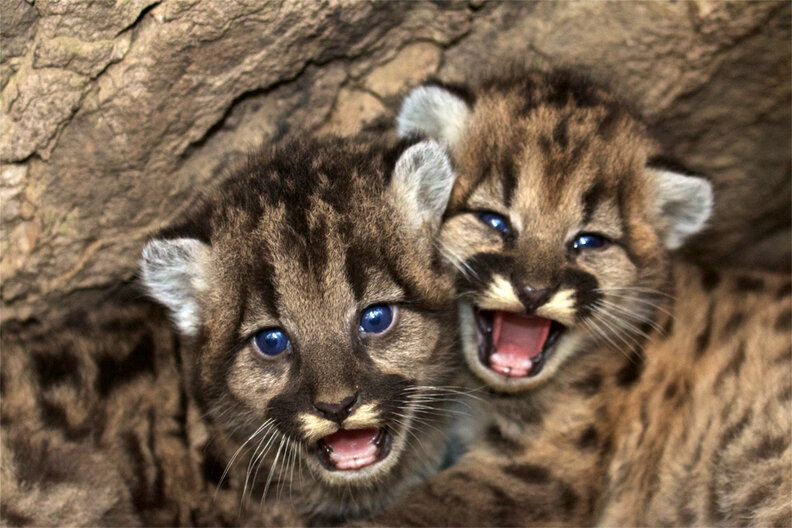 Baby Mountain Lions Try Hard To Act Tough ... And End Up Looking Cuter ...
