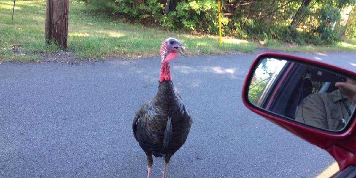 America Has Created A Big Problem With Angry Turkeys - The Dodo