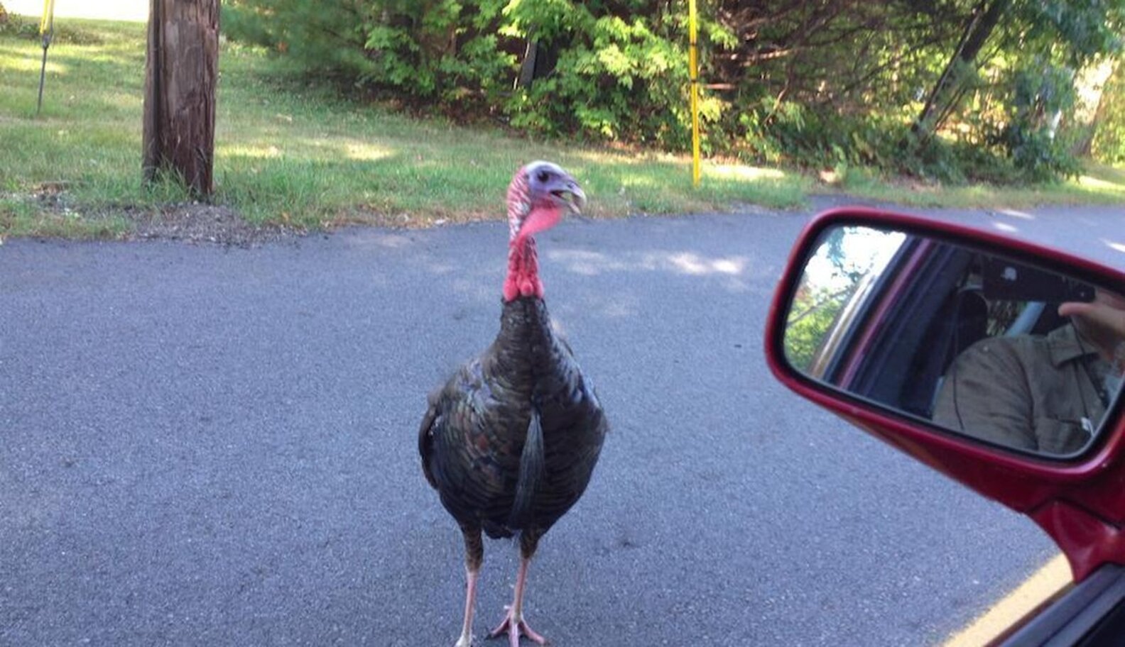 America Has Created A Big Problem With Angry Turkeys - The Dodo