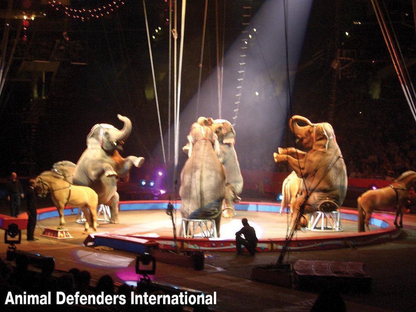 Los Angeles Bans The Use Of Wild Animals For Entertainment - The Dodo
