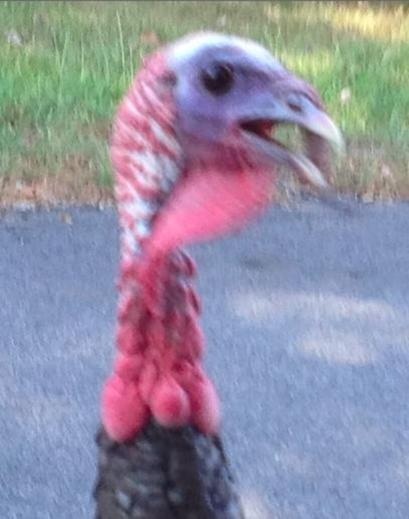 America Has Created A Big Problem With Angry Turkeys - The Dodo