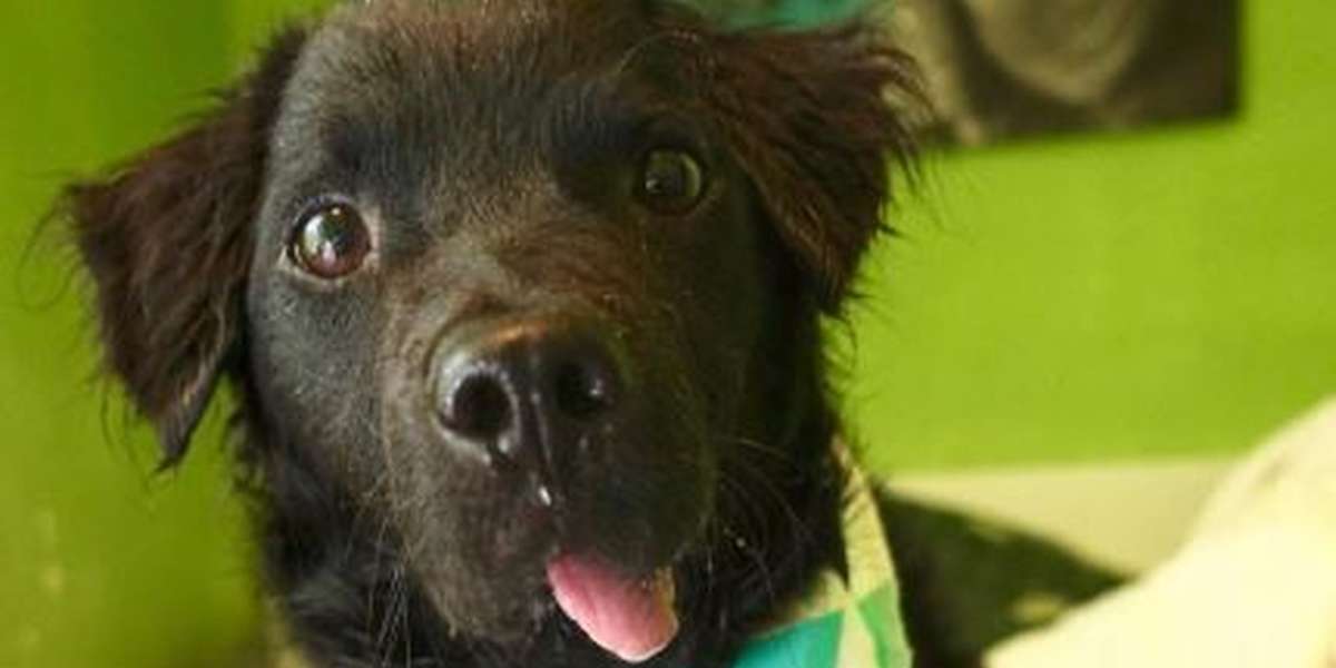 Dog Who Survived Being Shot Never Has A Bad Day - The Dodo