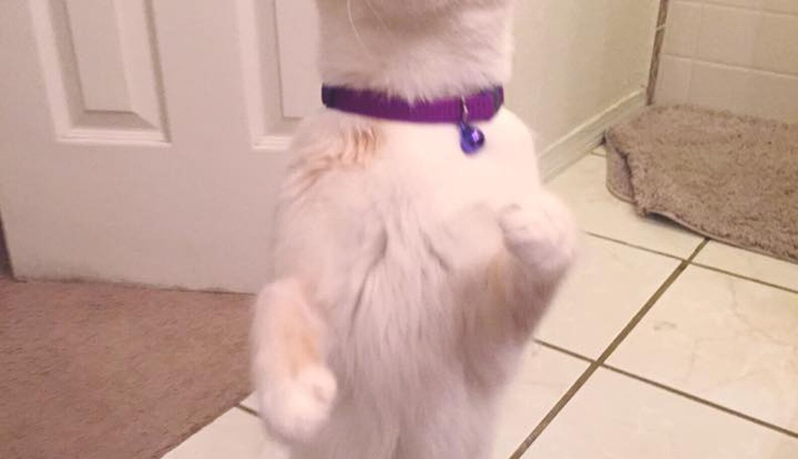 Cat With Crooked Jaw Still Loves Showing Off Her Smile - The Dodo