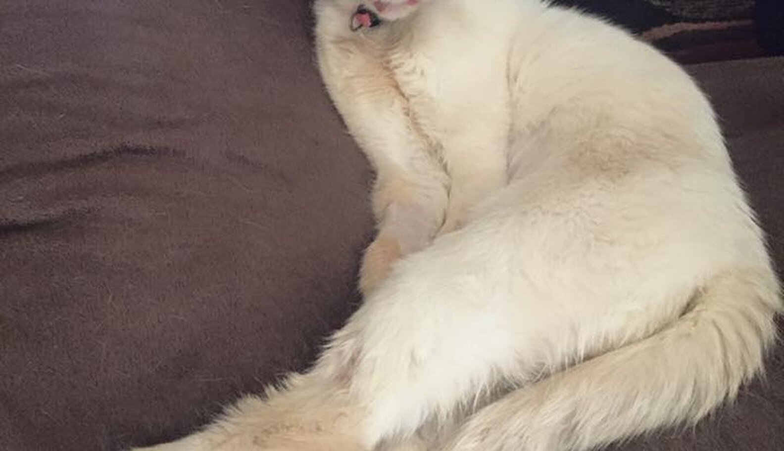 Cat With Crooked Jaw Still Loves Showing Off Her Smile - The Dodo
