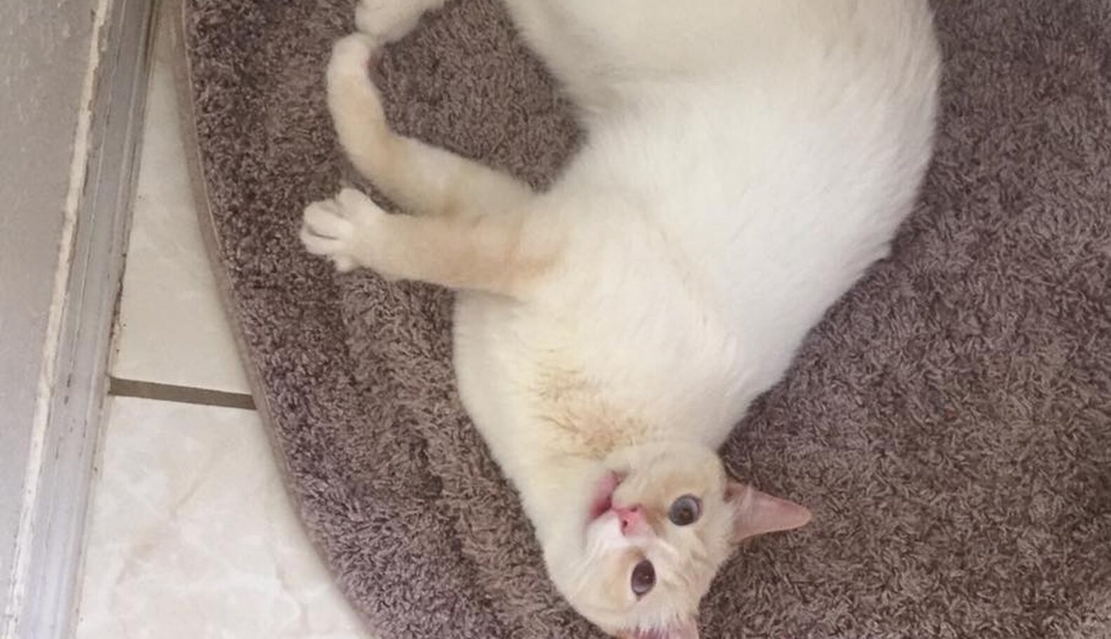 Cat With Crooked Jaw Still Loves Showing Off Her Smile - The Dodo