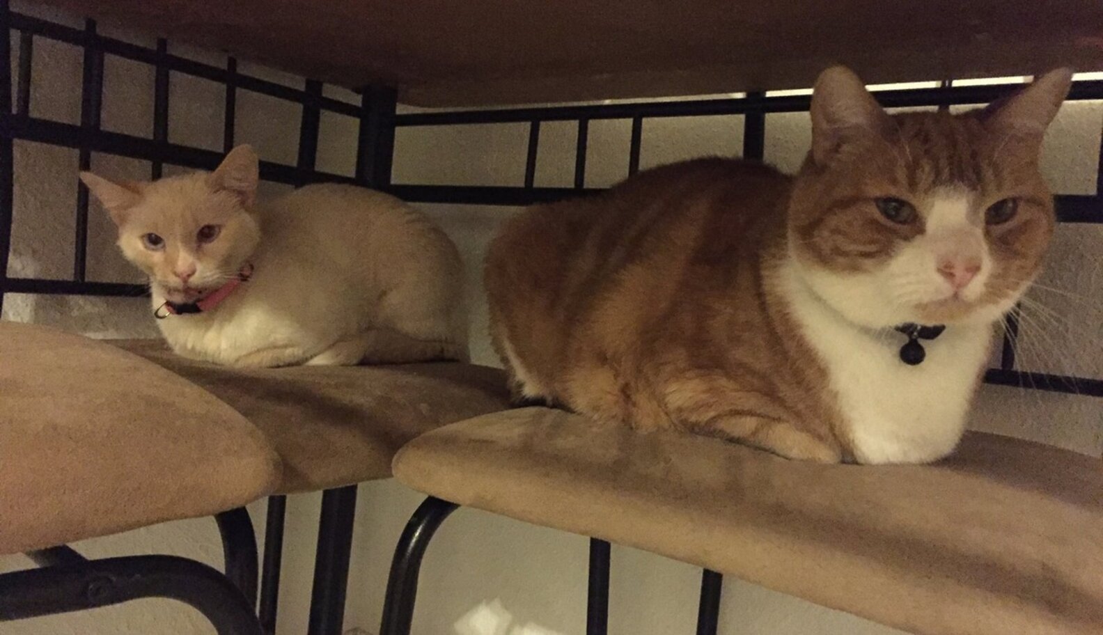 Cat With Crooked Jaw Still Loves Showing Off Her Smile - The Dodo