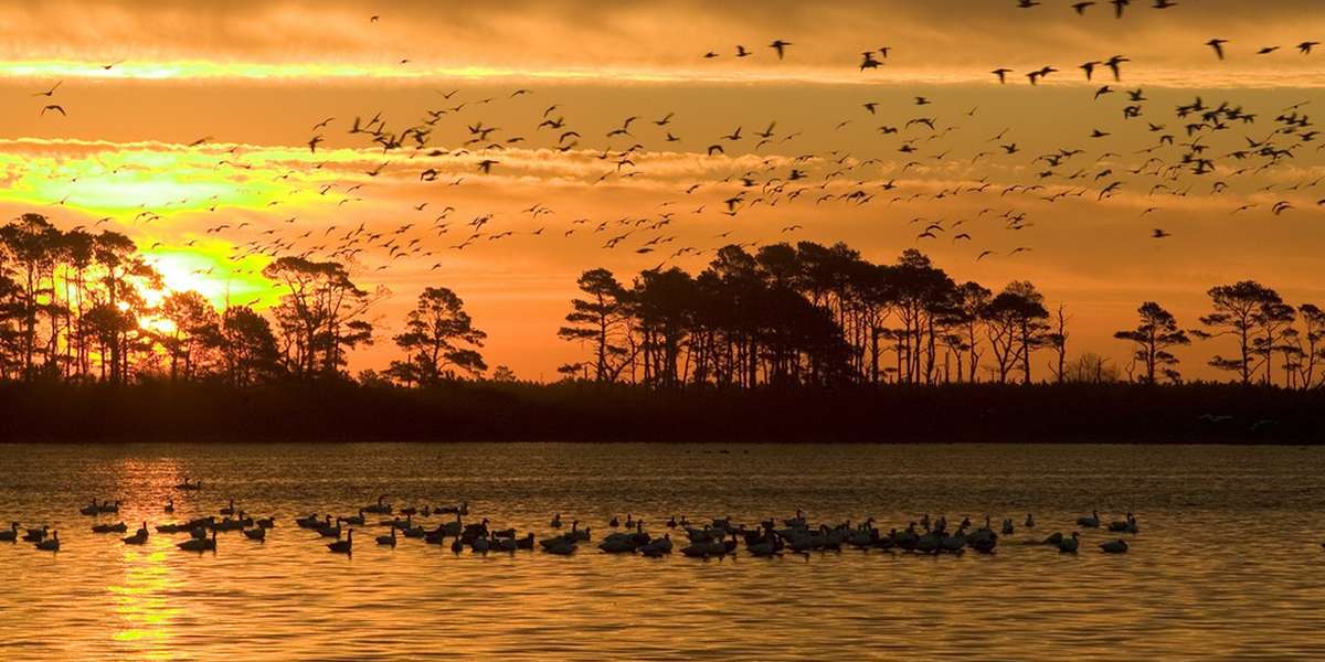 Compassionate Conservation: More than "Welfarism Gone Wild" - The Dodo