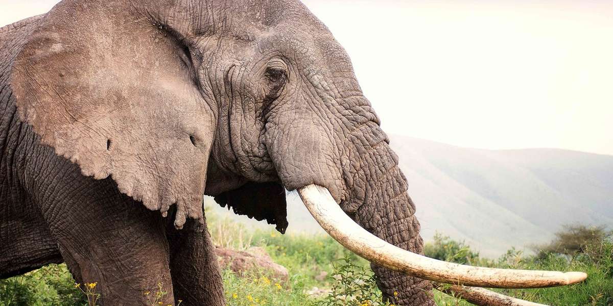 3 Things We Can Fix Right Now To Prevent Elephant Extinction - The Dodo